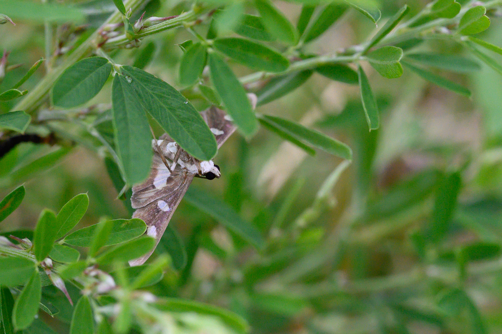 Grape Leafroller Moth from Forest Glen, Silver Spring, MD, USA on August 16, 2021 at 07:24 AM by ...