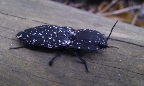 Forest Clickbeetles (Genus Aliteus) · iNaturalist