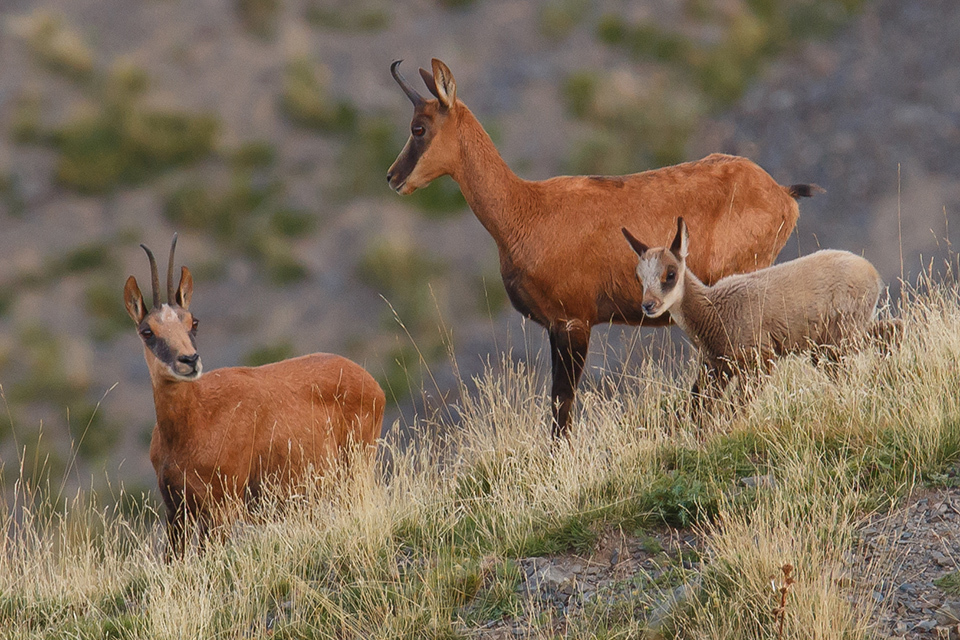 Pyrenean Chamois (Rupicapra pyrenaica pyrenaica) - Know Your Mammals