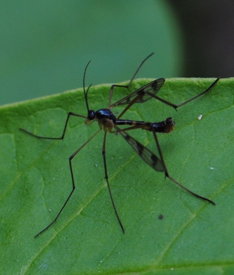 Ptychoptera quadrifasciata from Bayside, Queens, NY, USA on August 8 ...