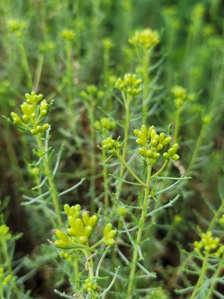 burroweed from Saddlebrooke, AZ 85739, USA on August 16, 2021 at 01:44 ...