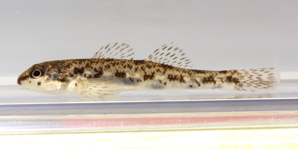 Johnny Darter from Two Rivers, Guelph, ON, Canada on January 31, 2012 ...