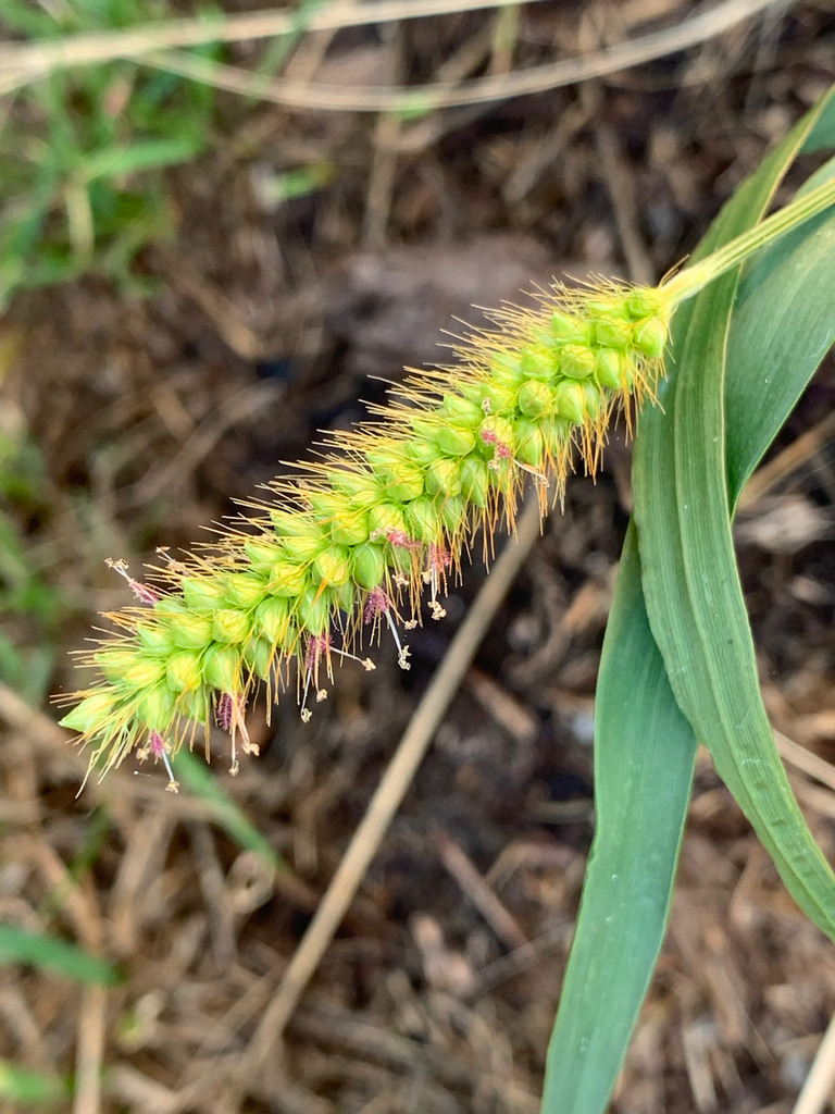 yellow foxtail from Greater Vancouver, British Columbia, Canada on ...