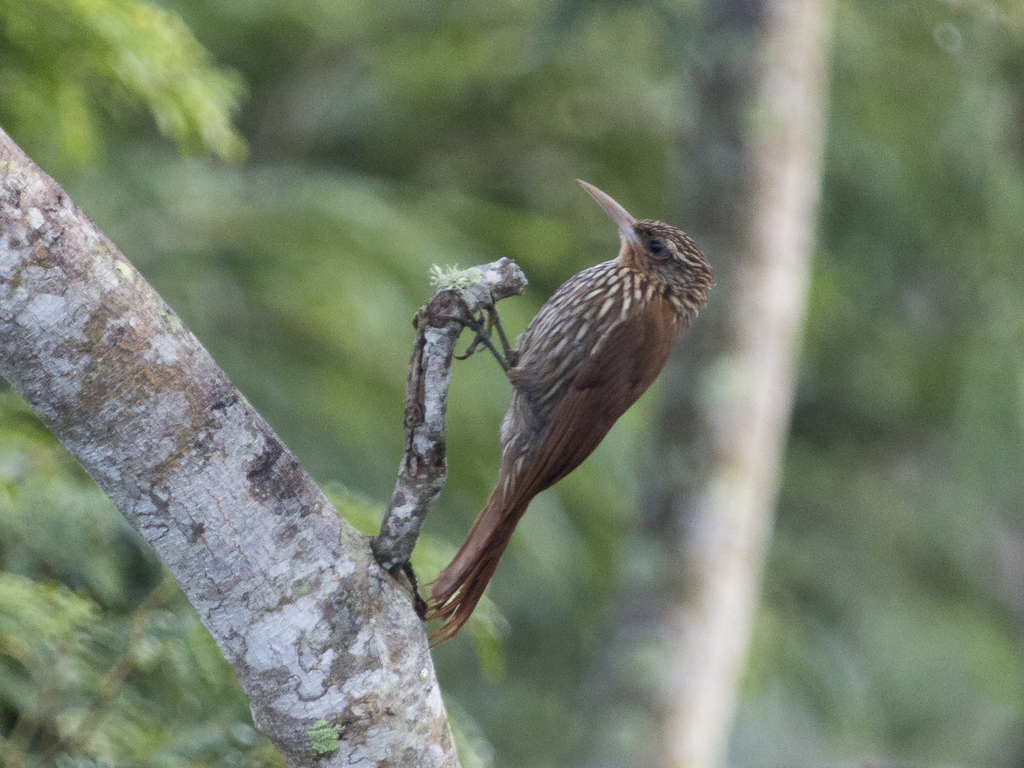 Streak-headed Woodcreeper from Bejuma, Carabobo, Venezuela on July 23 ...