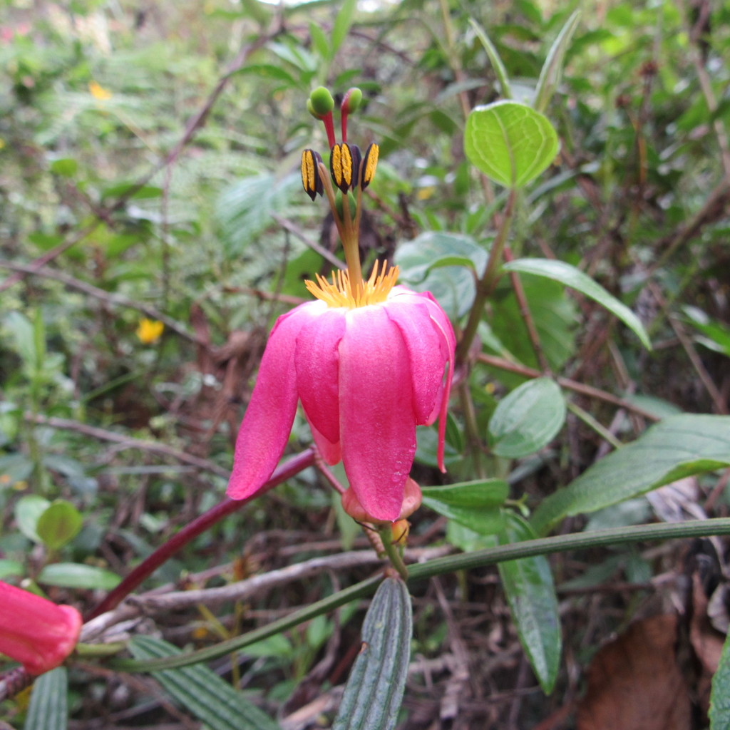 passionflowers from Arcabuco, Boyacá, Colombia on July 26, 2021 at 08: ...