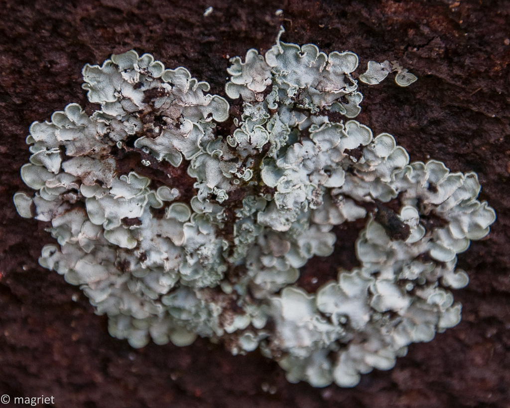 Elf Ears lichen from Waterval resort, Maskam on October 20, 2012 by ...