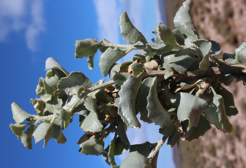 Old Man Saltbush from Anysberg: Anysberg Nature Reserve on April 28 ...