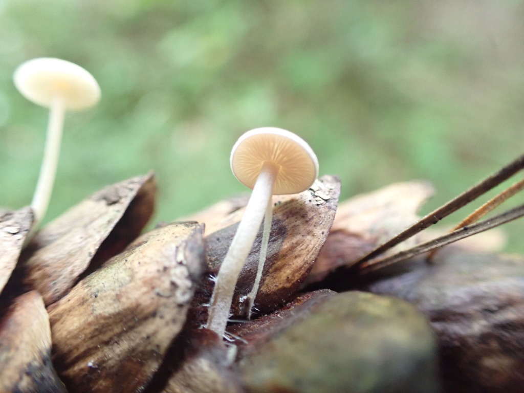 Conifercone Cap from Montgomery County, IN, USA on August 15, 2021 at ...