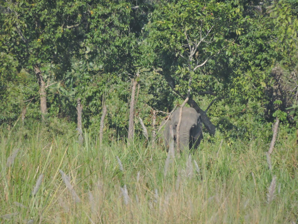 Indian Elephant in December 2019 by Jaydev mandal · iNaturalist