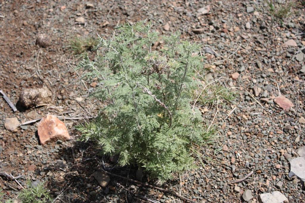 African wormwood (Artemisia afra) - Botanical Realm