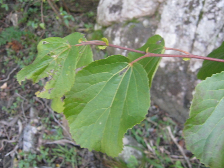 Round-Leaved Wild-Mulberry from Strawberry Hill Fern Trail: At the ...