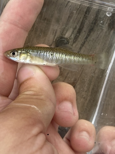 Western Banded Killifish (Subspecies Fundulus diaphanus menona ...