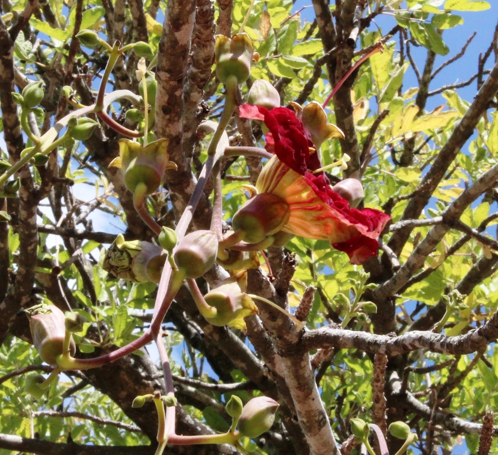 Sausage tree from Skukuza Rest Camp: Kruger National Park on May 27 ...