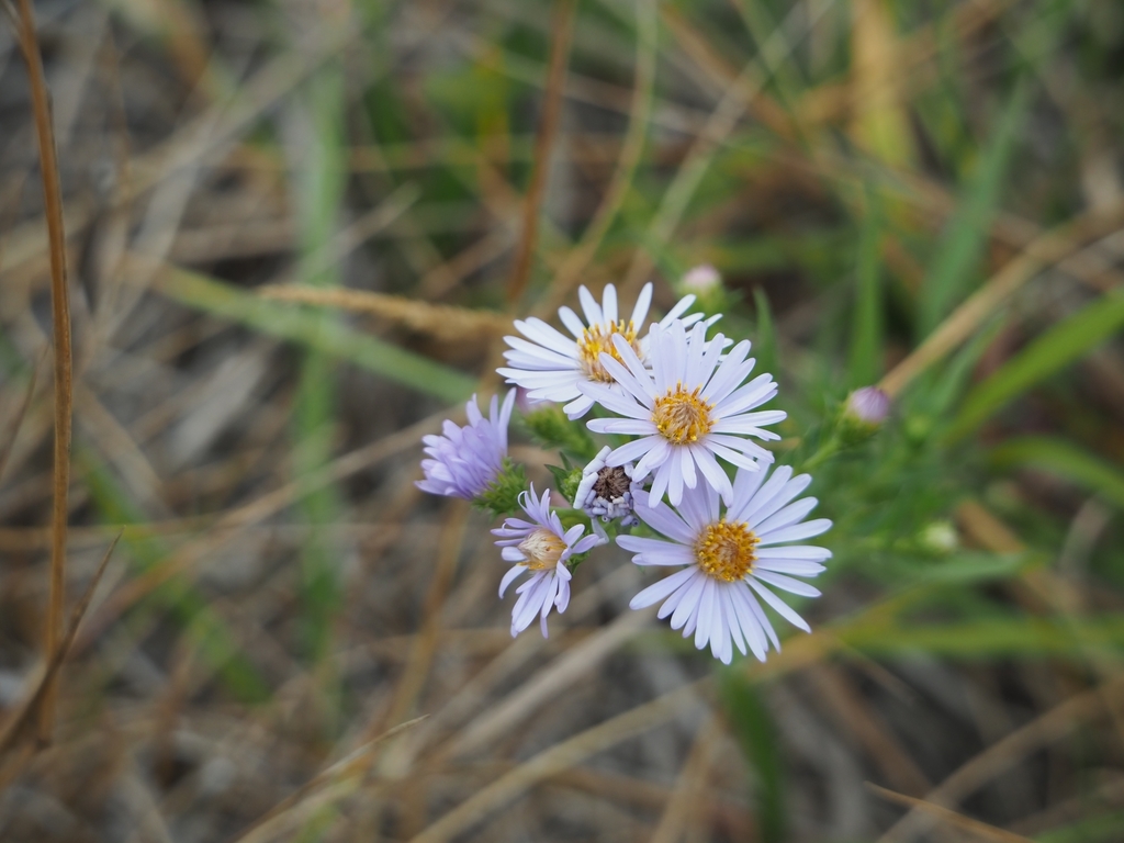 Pacific Aster from Marrowstone, WA 98358, USA on August 16, 2021 at 11: ...