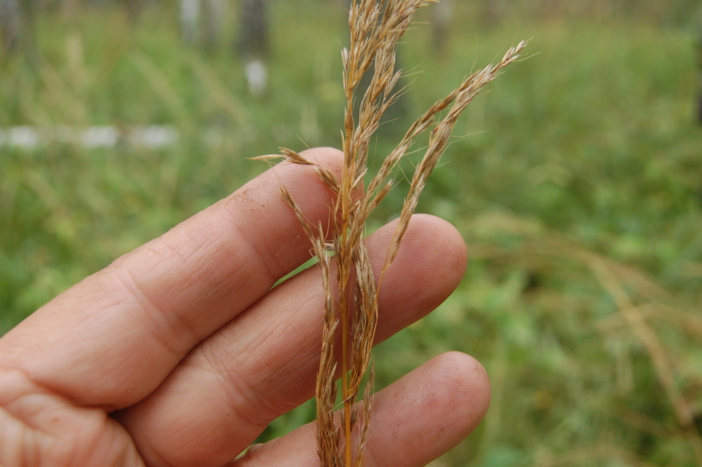 Siberian False Oats from Сузунский р-н, Новосибирская обл., Россия on ...