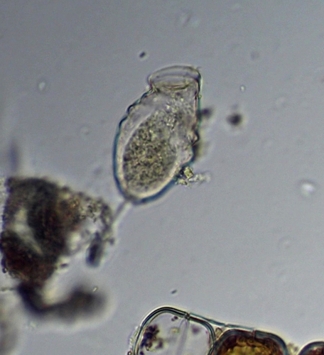 Pyxicola pusilla · iNaturalist