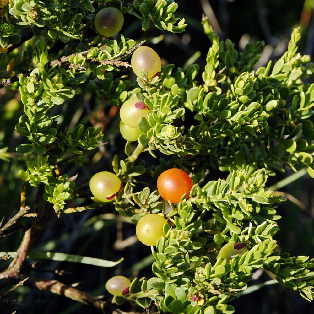 tortoise berry from G11, Otto Du Plessis Dr on October 28, 2012 by ...