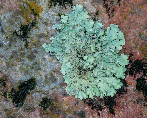 Genus Rimelia · iNaturalist