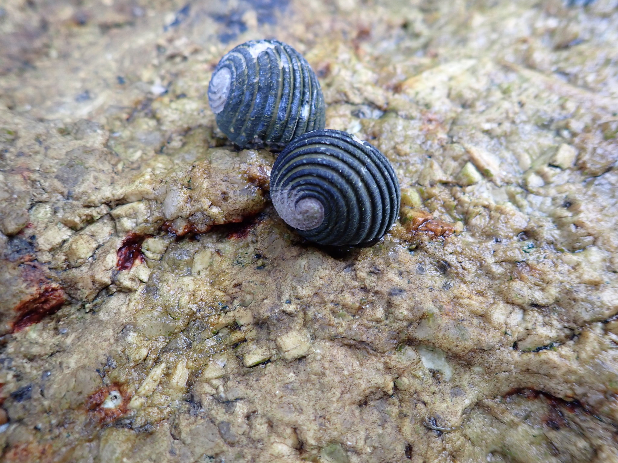 Nerita costata Gmelin, 1791
