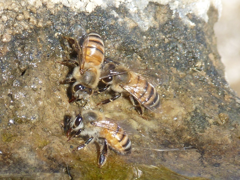 Western Honey Bee from Farm Kyffhäuser, Maltahöhe, Namibia on June 27 ...