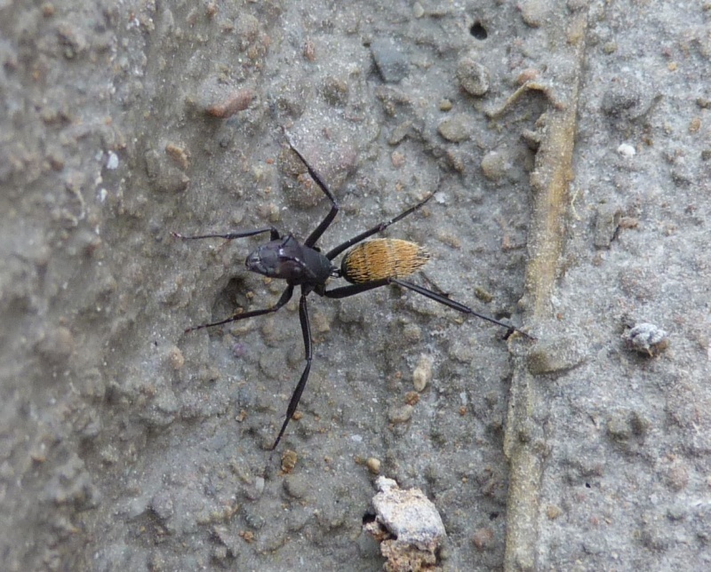 Karoo Balbyter Ant from Farm Kyffhäuser, Maltahöhe, Namibia on July 4 ...