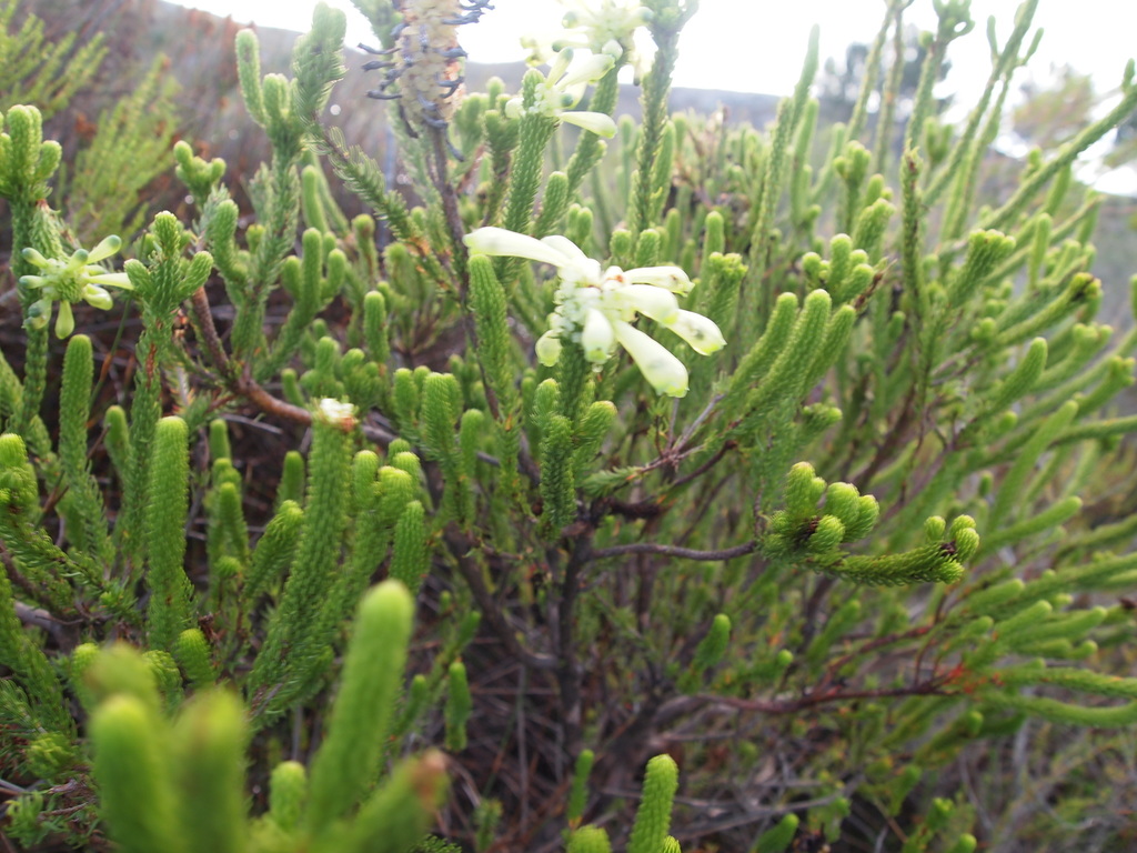 Bottle Green Heath from Kerk St, Baardskeerdersbos on July 7, 2012 by ...