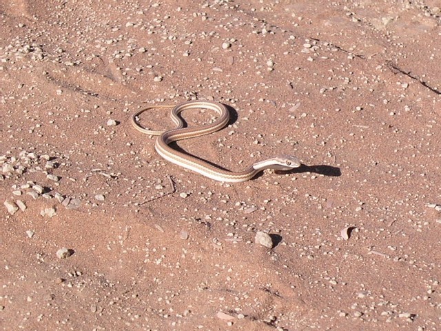 Cape Sand Snake from Sossusvlei, Namibia on March 1, 2004 by Alex ...