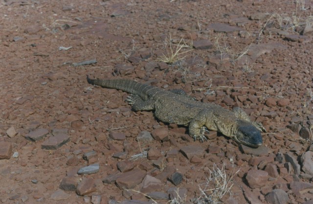 White-throated monitor in January 1995 by Alex Dreyer. Rock monitor ...