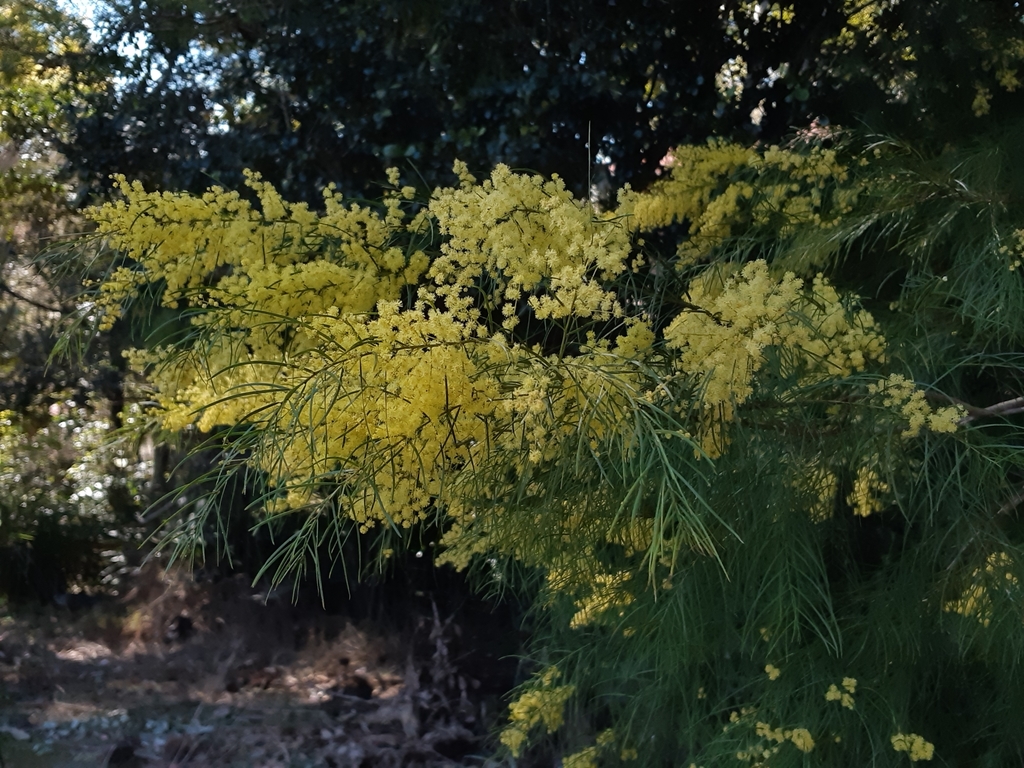 Bower Wattle (Acacia cognata) - Botanical Realm