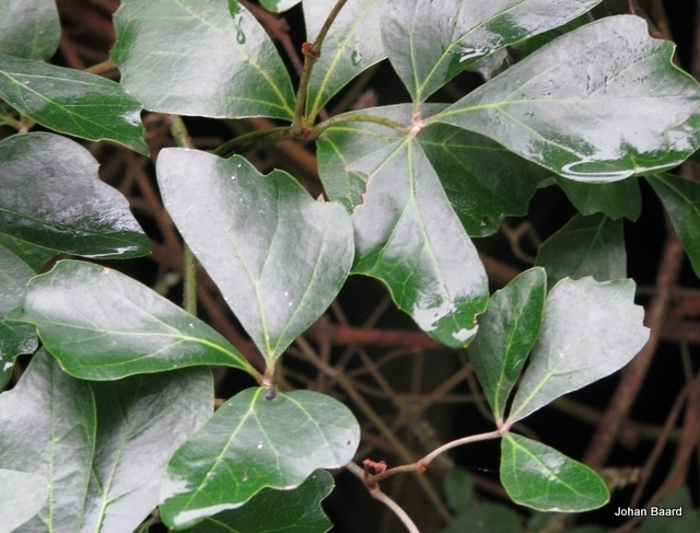 Bitter Grape from Wilderness NP, Wilderness, WC, RSA on April 5, 2008 ...