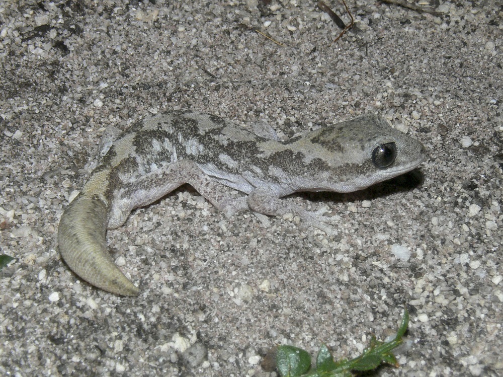 Australian Ground and Stone Geckos from Stirling Range National Park ...