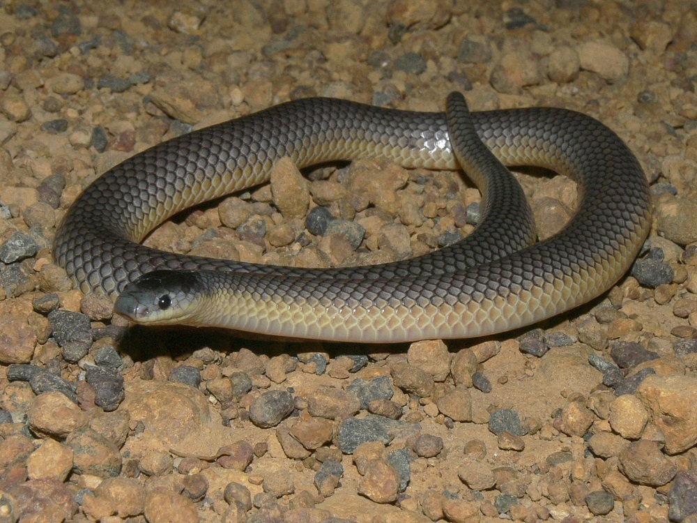 Square-nosed Snake from Stirling Range National Park, WA on February 21 ...