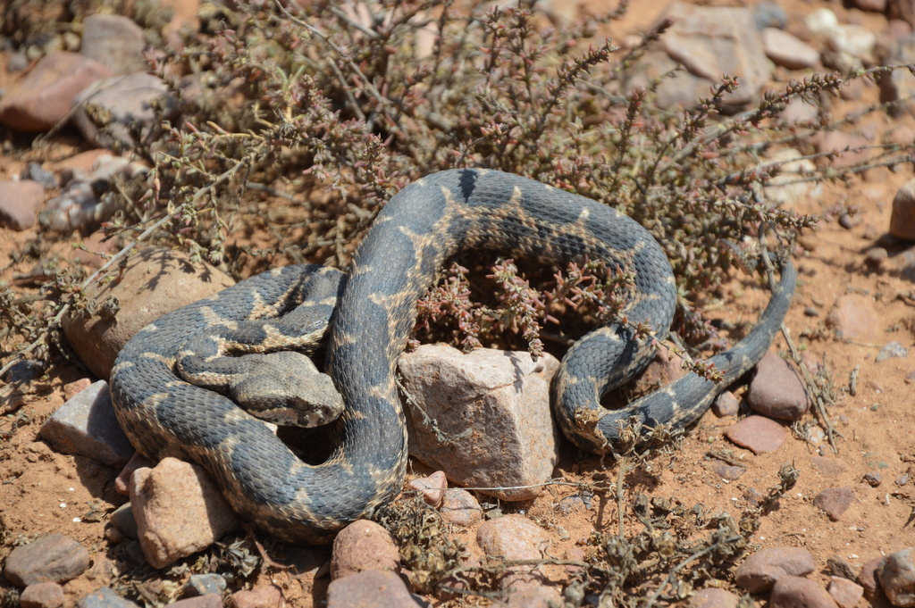 Moorish Viper in July 2021 by Neil Balchan. Crossing road in area of ...