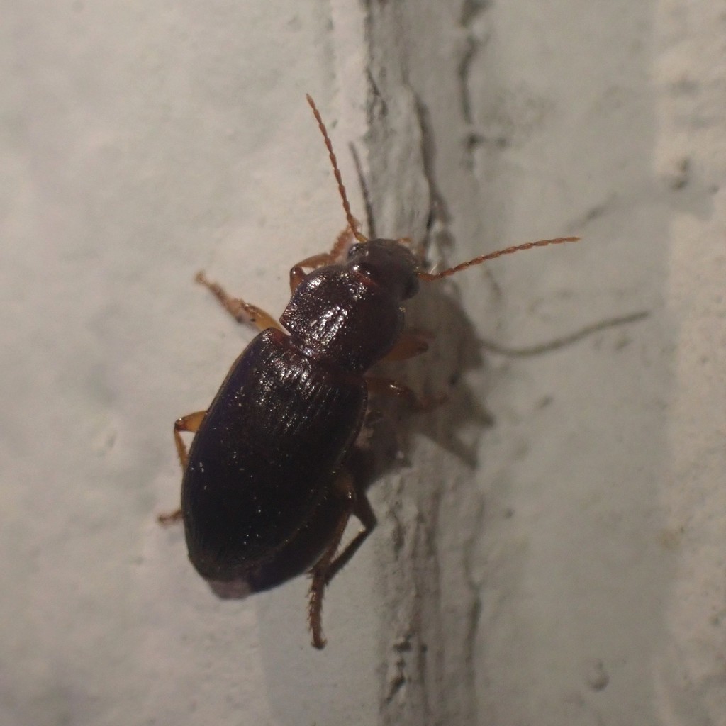 Ophonus puncticeps in August 2021 by giantcicada. at uv light · iNaturalist