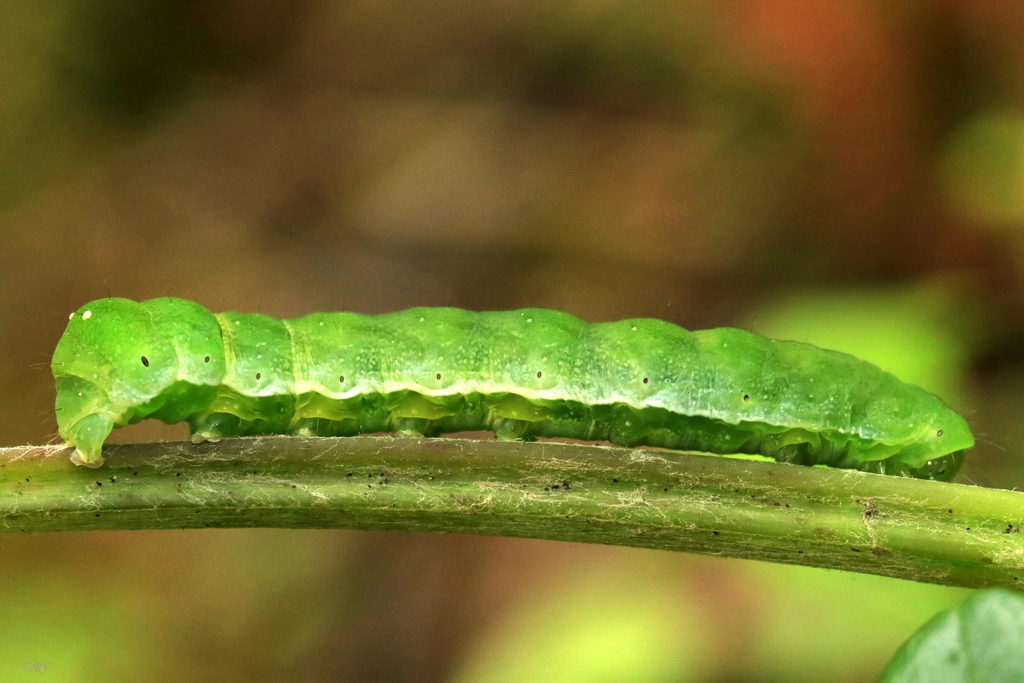 Small Angle Shades from Tauragės r. sav., Lietuva on August 15, 2021 at ...