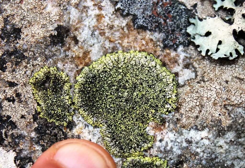Cape Pleated Lichen (Fungi of southern Africa) · iNaturalist