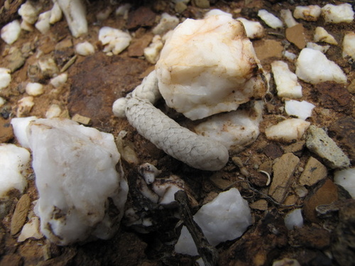 Subspecies Anacampseros papyracea papyracea · iNaturalist