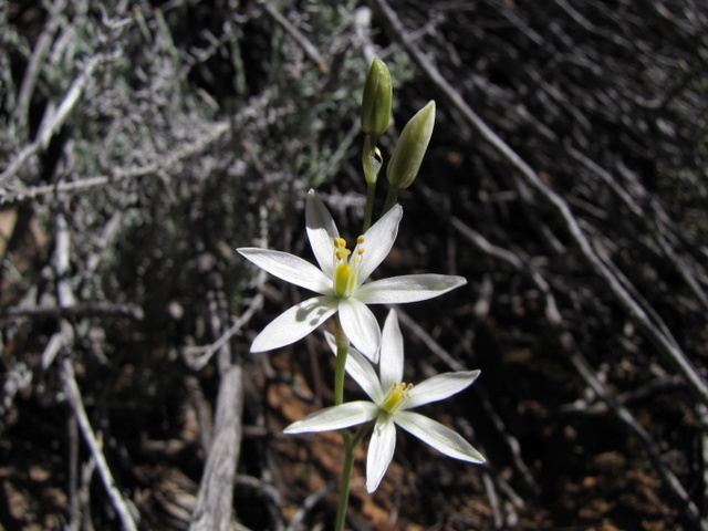 Ornithogalum hispidum ssp hispidum (Cape Bulbs 3) · BioDiversity4All