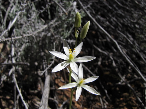 Ornithogalum hispidum ssp hispidum (Cape Bulbs 3) · BioDiversity4All