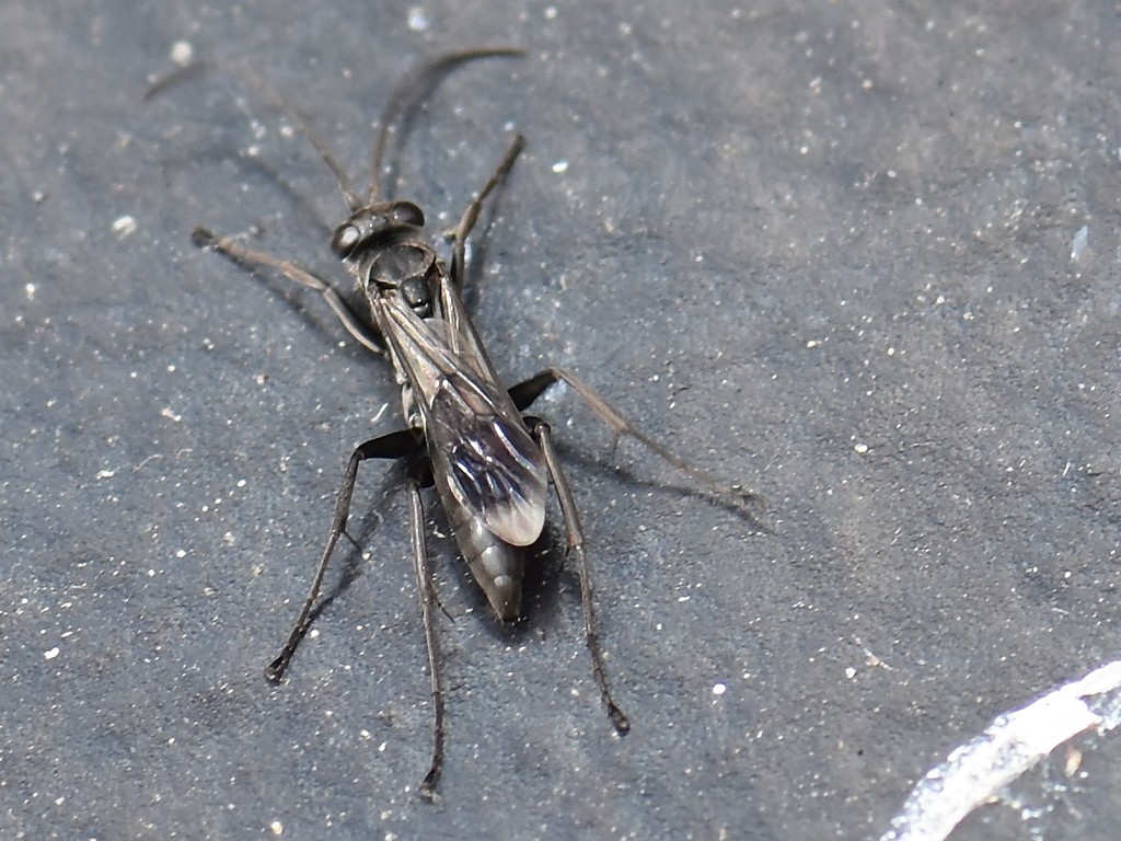 Agenioideus apicalis (Guía de las Especies Animales de Lemoa) · iNaturalist