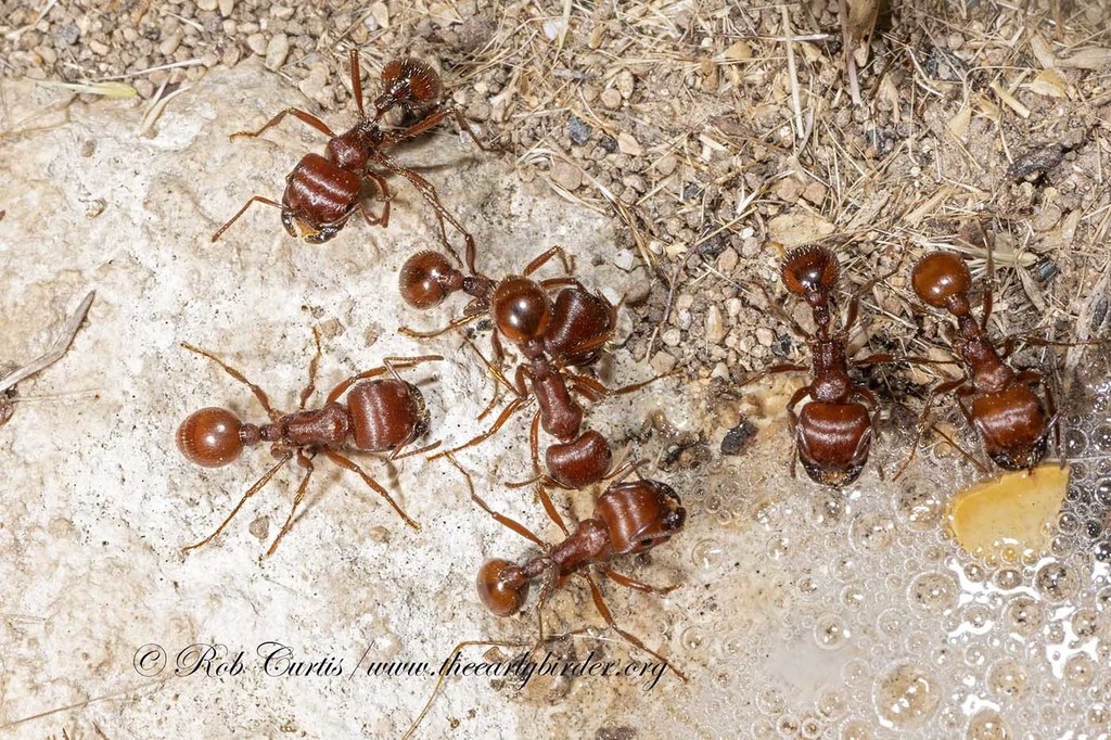 Pogonomyrmex barbatus from Amistad Reservoir on June 09, 2021 at 10:03 ...