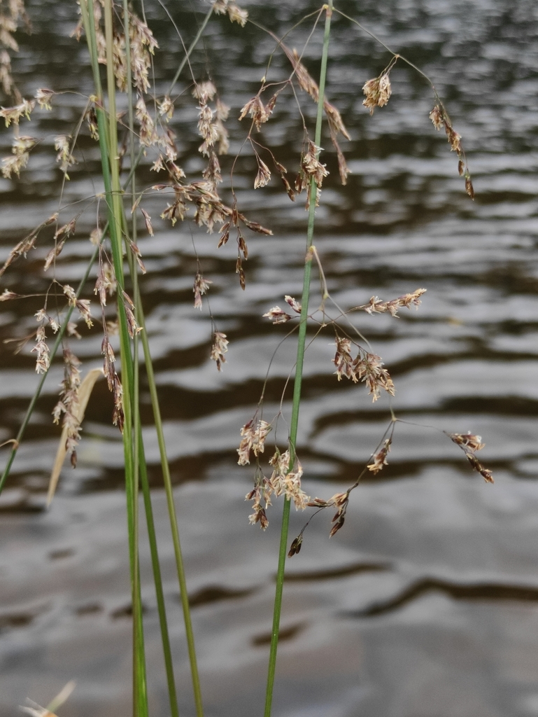 northern sweetgrass from Иркутская обл., Россия, 665482 on August 15 ...