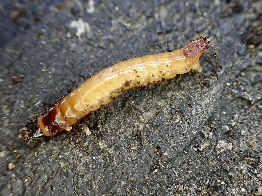 Pasture Wireworm from 4 Roblyn Place, Lincoln 7608, New Zealand on ...