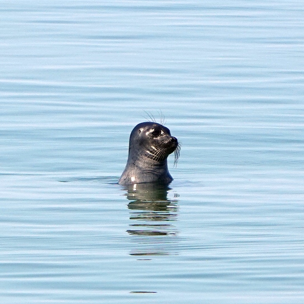 Ringed Seal and allies (Pusa) - Know Your Mammals