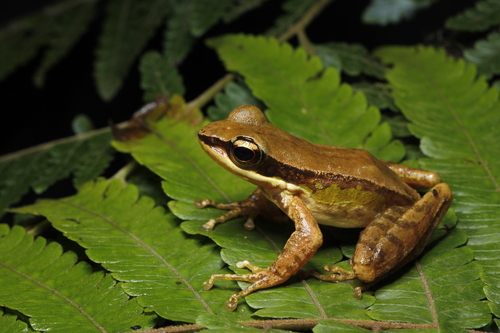 Doi Inthanon Rock Frog (Amolops archotaphus) · iNaturalist