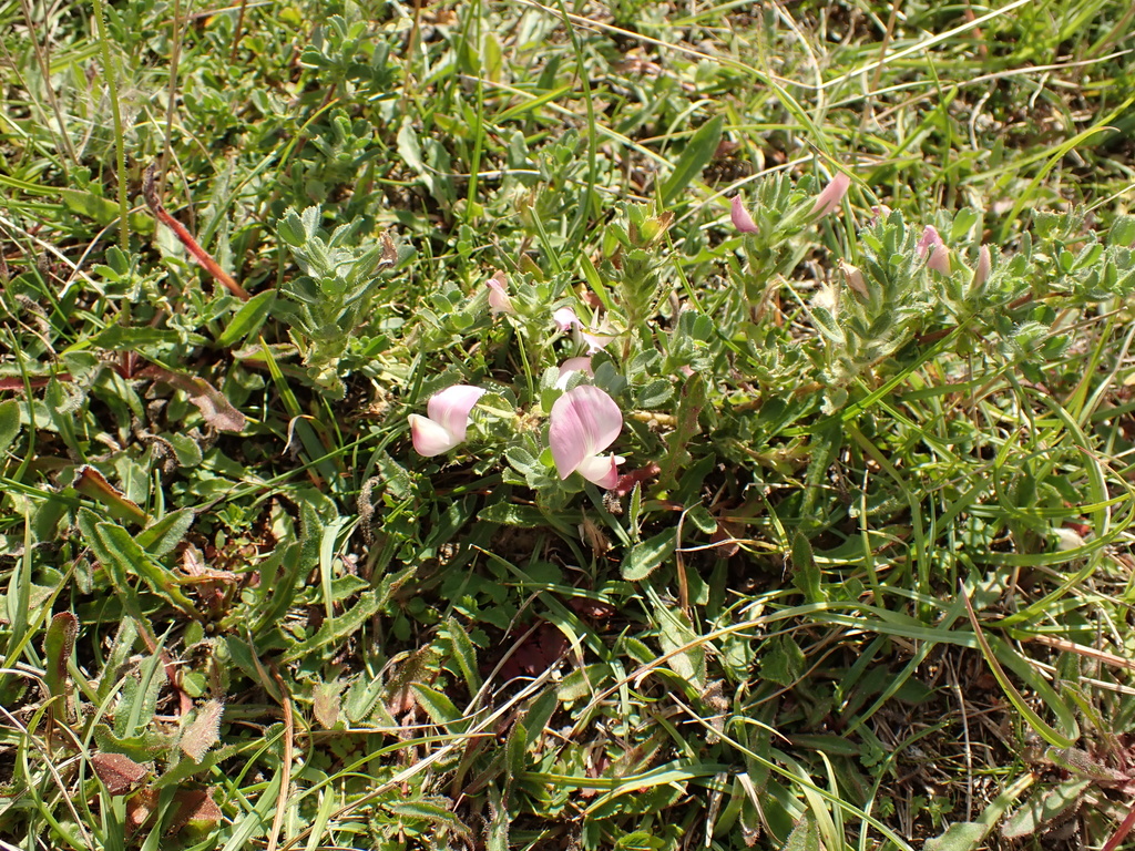 common restharrow from Hertfordshire, UK on August 14, 2021 at 11:30 AM ...