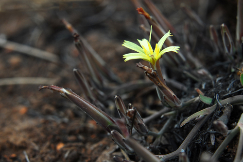 Launaea rarifolia · iNaturalist