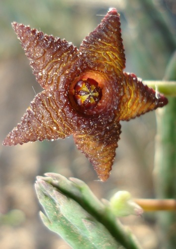 Stapelia similis · iNaturalist