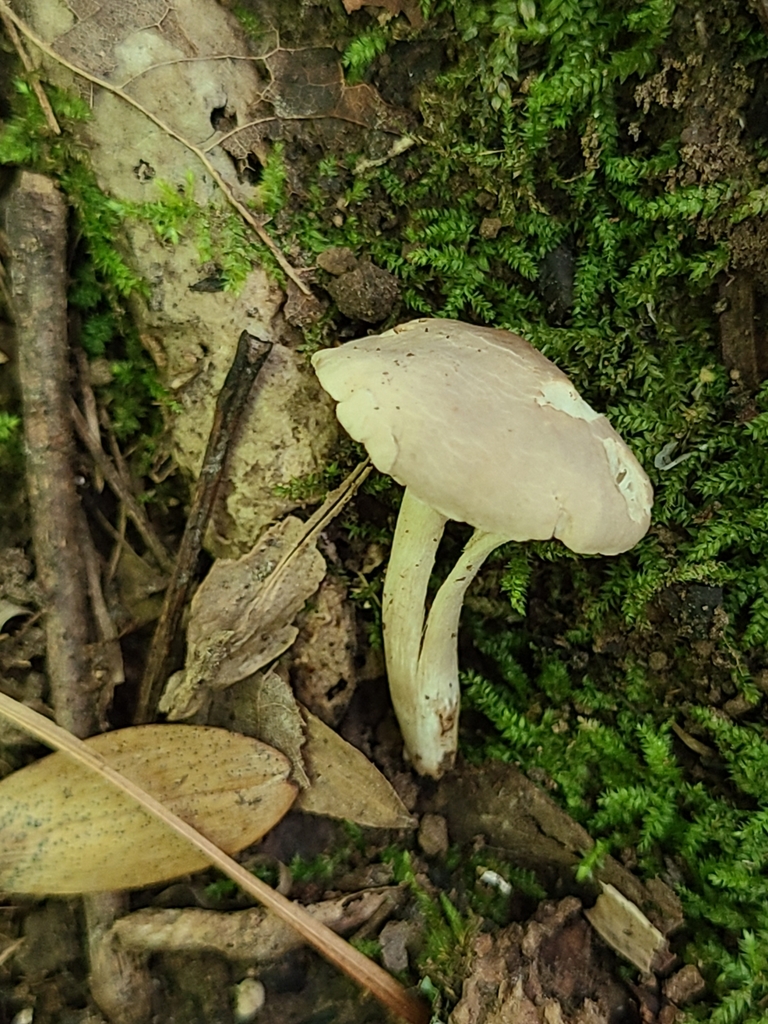 Crazed Caps from Lynn Township, IN, USA on August 14, 2021 at 01:47 PM ...