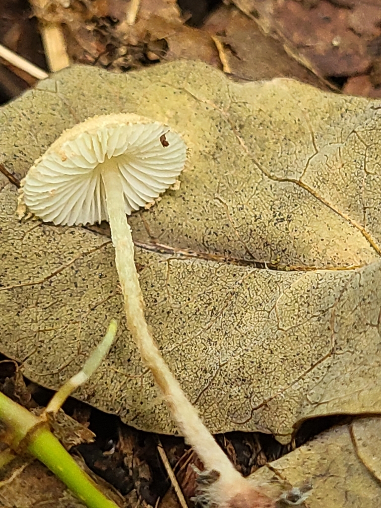 bearded dapperling from Lynn Township, IN, USA on August 14, 2021 at 01 ...